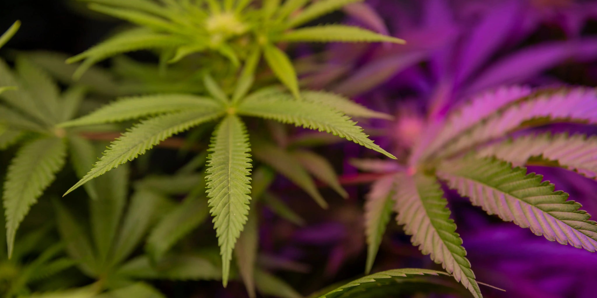 Bruce Banner Strain: Power, Aroma & Grow-Tipps | Medusafilters